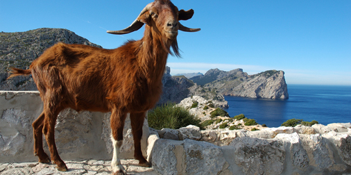 La cabra siempre tira al monte | Expresiones españolas para Erasmus en ...